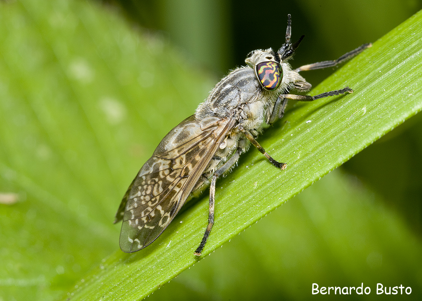 RÍA DE LA VILLA: Otro Tábano