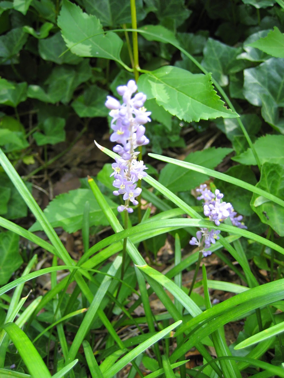 Discovering His Creation: Monkey grass- Lilyturf ( Liriope muscari )