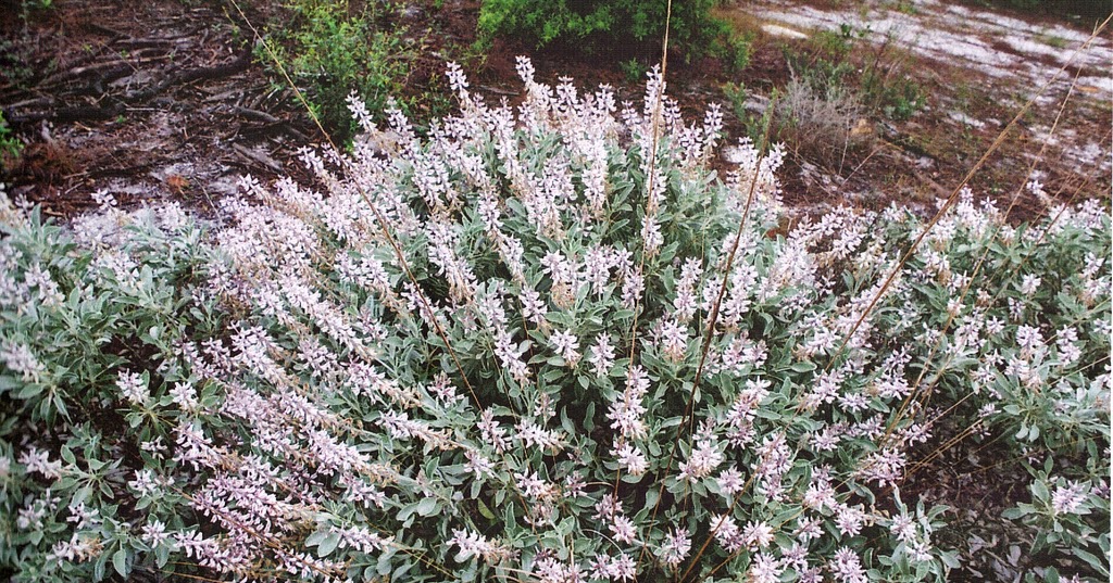 Wednesday's Wildflower: Scrub Lupine