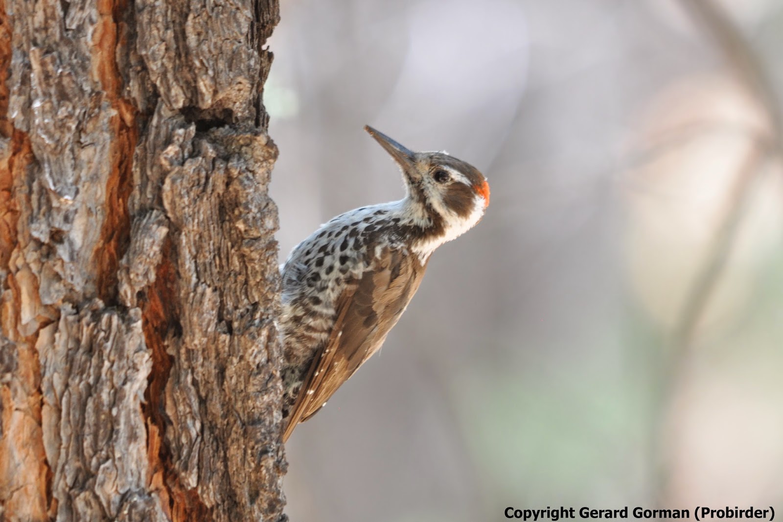 Woodpeckers of the World: Picid in Focus: Arizona Woodpecker