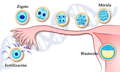 Tot Per Un Món Afavorit: FASES DEL CIGOTO O CÉLULA HUEVO
