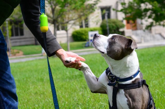 Two Pitties in the City: DoggyStyle: The Other Benefits of Wiping Paws