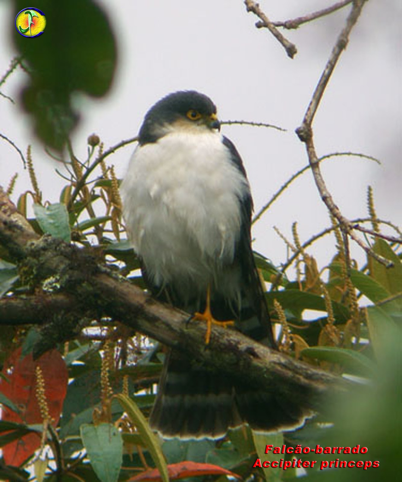 ORNITOLOGIA: Falcão-barrado (Accipiter princeps)