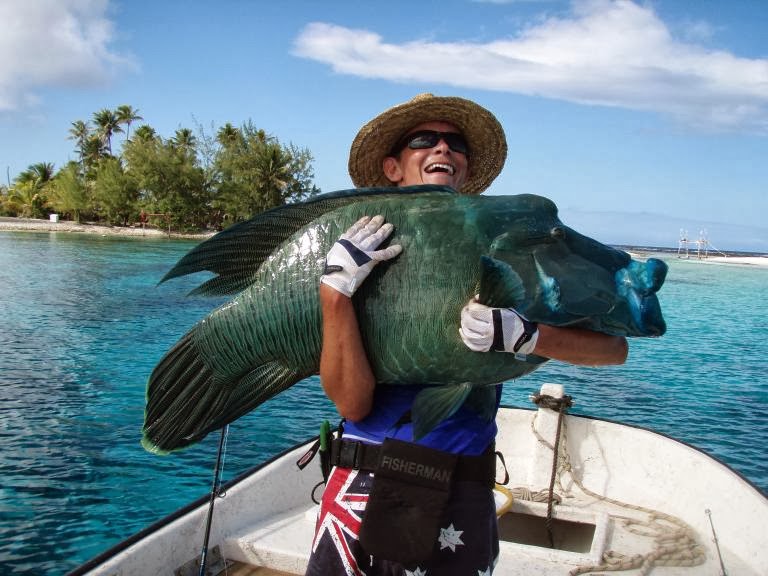 Big Fishes of the World: MAORI WRASSE (Cheilinus undulatus)