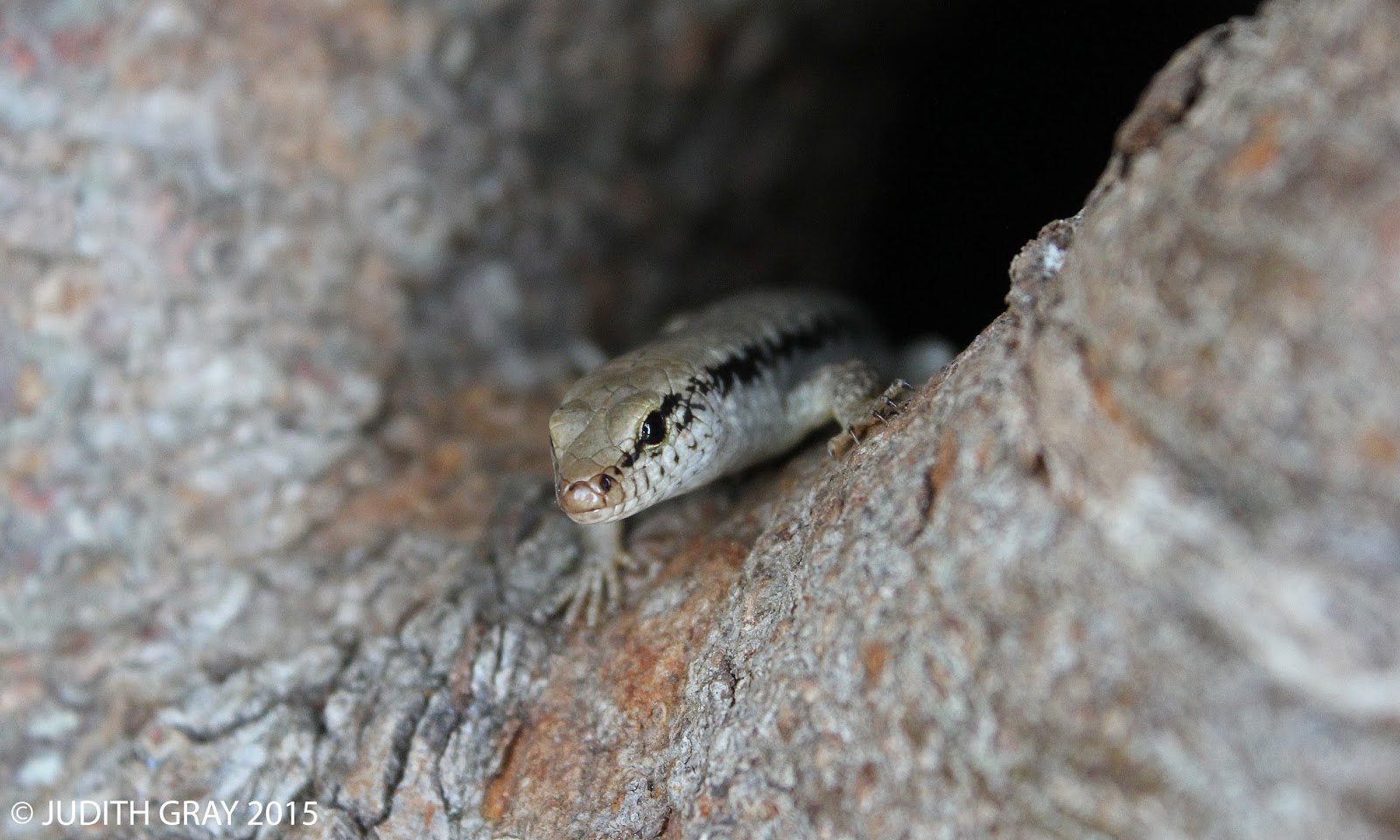 Ravensbourne National Park