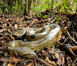 Green Anaconda, One Of The Longest Animal In The World | Animal Lestari ...