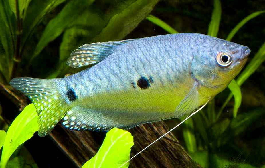 Gokugen.Net: Mengenal 31 Jenis Ikan Air Tawar Yang Ada Di Indonesia