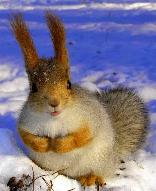 Imagenes Lindas Para Compartir Fb: Animalitos Muy Lindos Y Tiernos Para ...