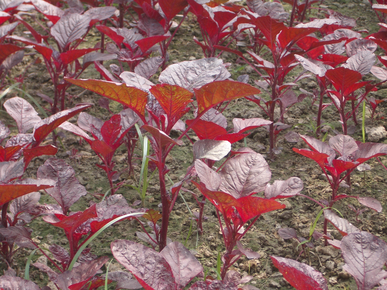 What Is Spinach: Red Spinach Cultivation Profitable Enough