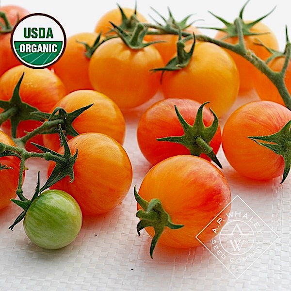 Cream of the Crop Tomatoes: Tropical Sunset