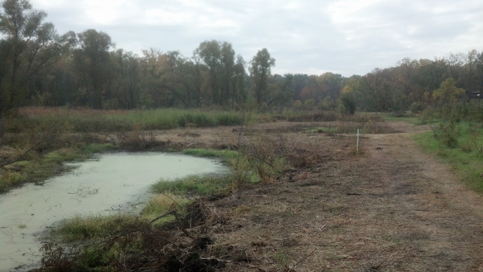 Under the Oak Tree: Ponds revealed!