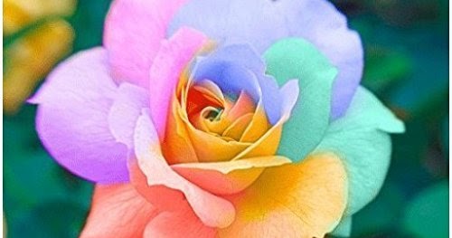 Cotton Candy Rose Flower Seeds