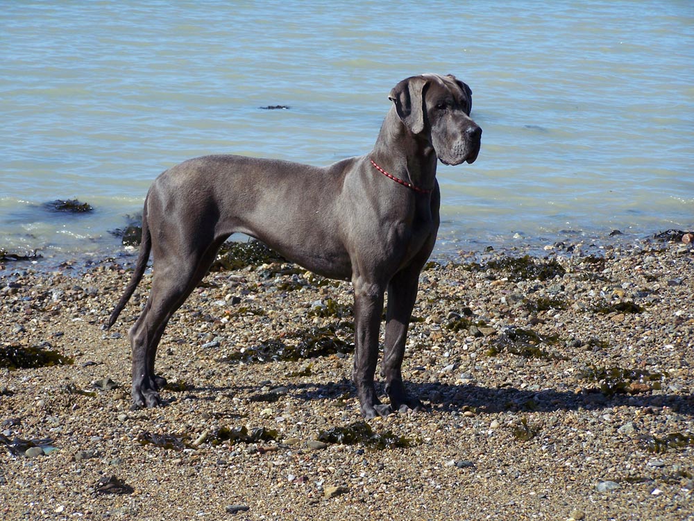 Apoyando a los molosos: Los molosos y razas PPP