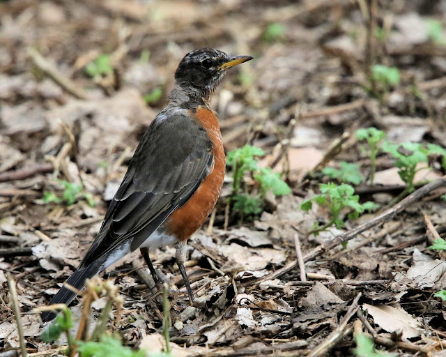 Birds from Behind : Birdin' by the Beach...