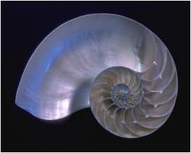 Fibonacci in Animals ~ Learn From Zero