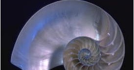 Fibonacci in Animals ~ Learn From Zero