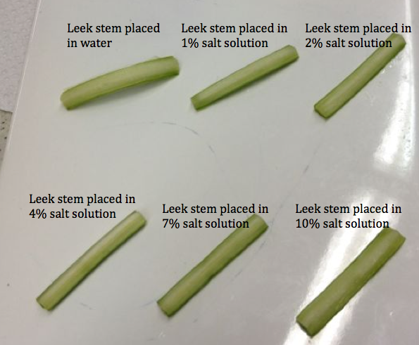 Biology Interactive Notebook - Natasha Tai (Class 304): Practical Leek ...