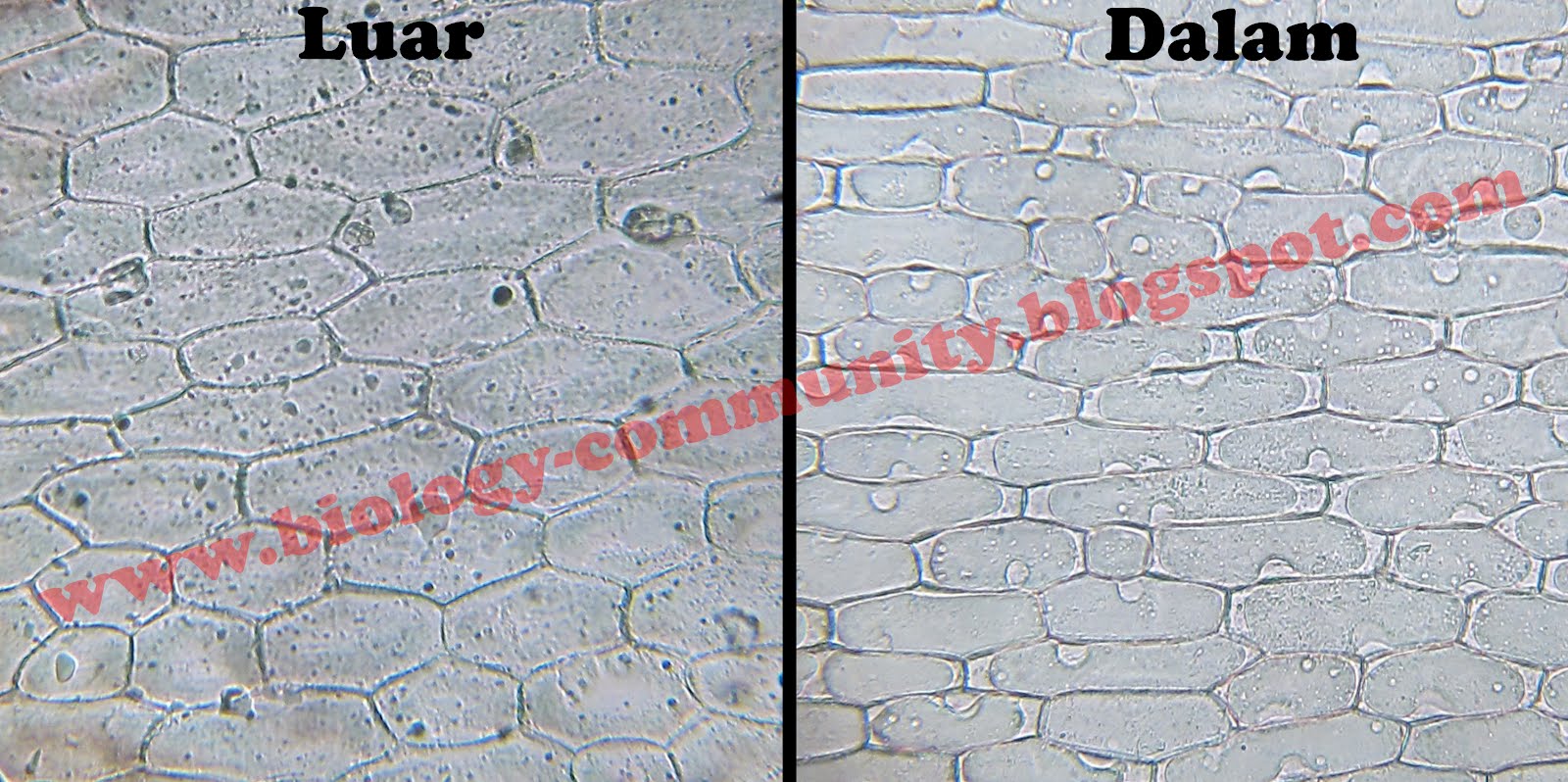 Plasmolisis Sel Bawang Bombay: Berdasarkan Letak Sel - Generasi Biologi