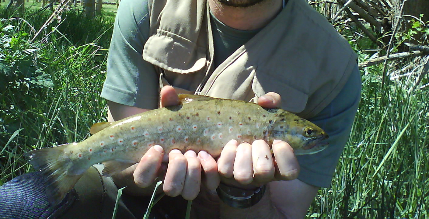 Recursos medioambientales: Trucha Común (Salmo trutta)