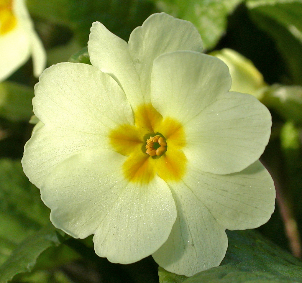 Species of UK: Week 28: Primrose (‘Primula vulgaris’)