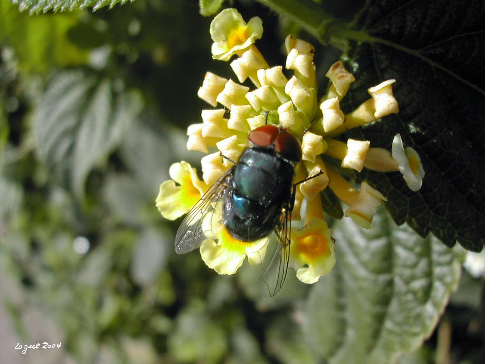FOTOGRAFIAS DEL MUNDO: Flores e Insectos (Dedicado a Sol López Navarro)