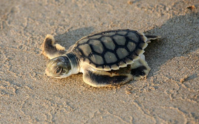 Animals of the world: Natator depressus