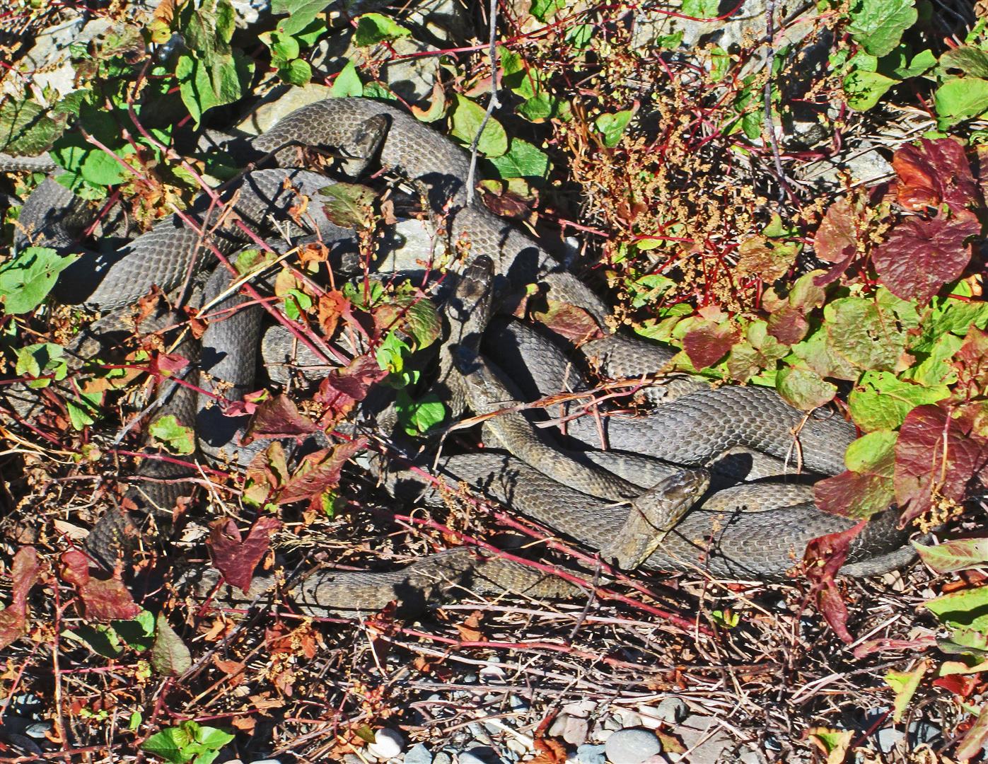 Wild in Pictures: Sheriff Creek's Snakes