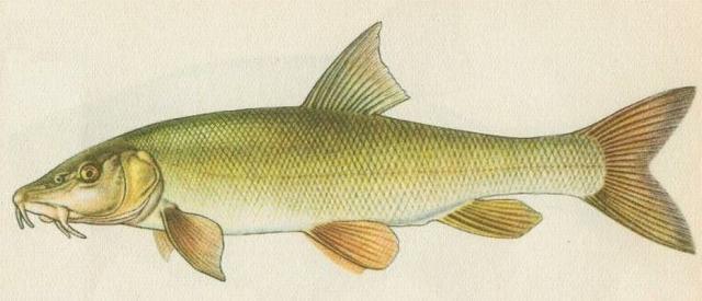 Krásné ryby : Parma obecná-říční