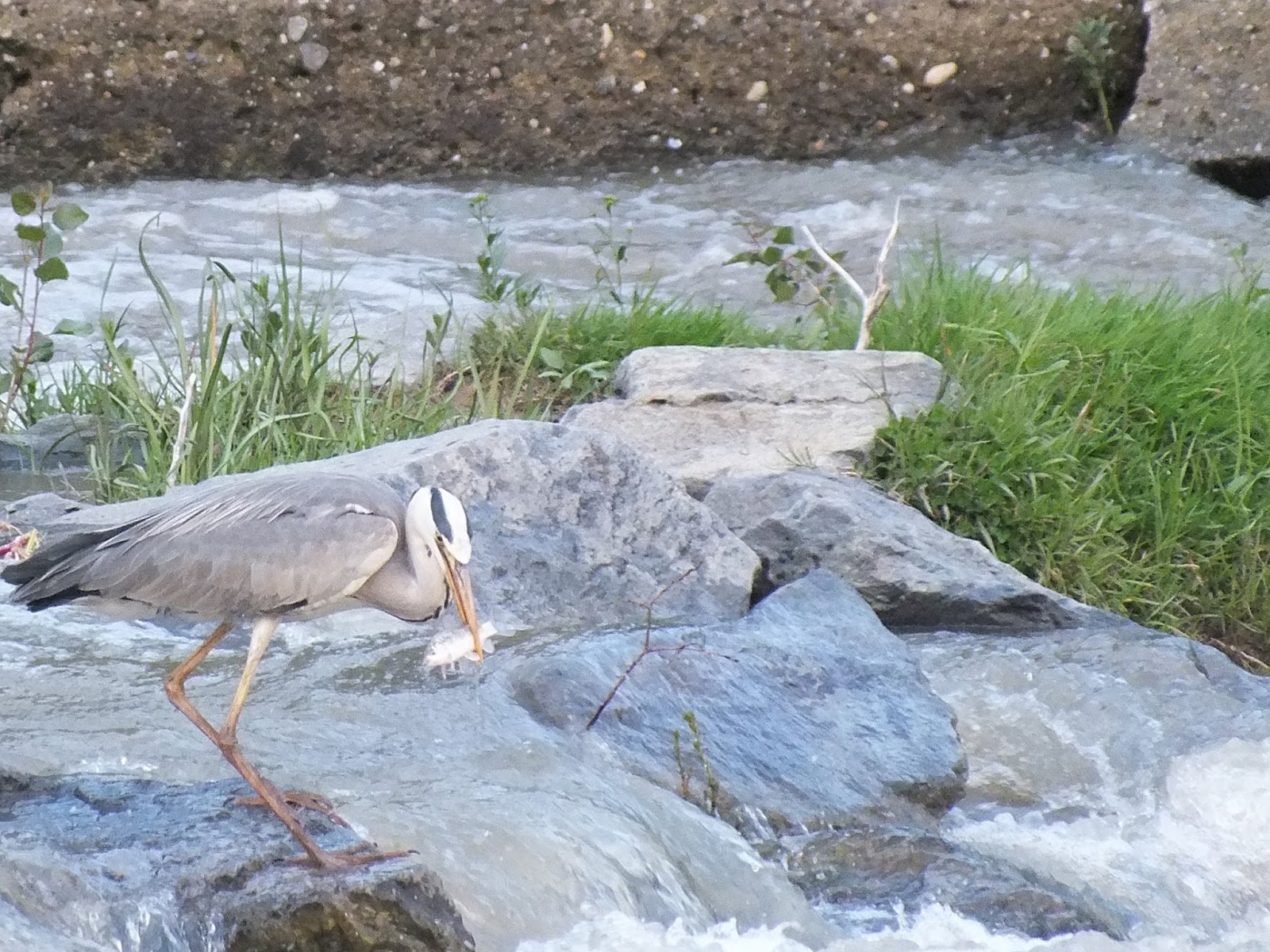 Jurnal unui desculț : starc cenusiu baraj raul vedea alexandria teleorman