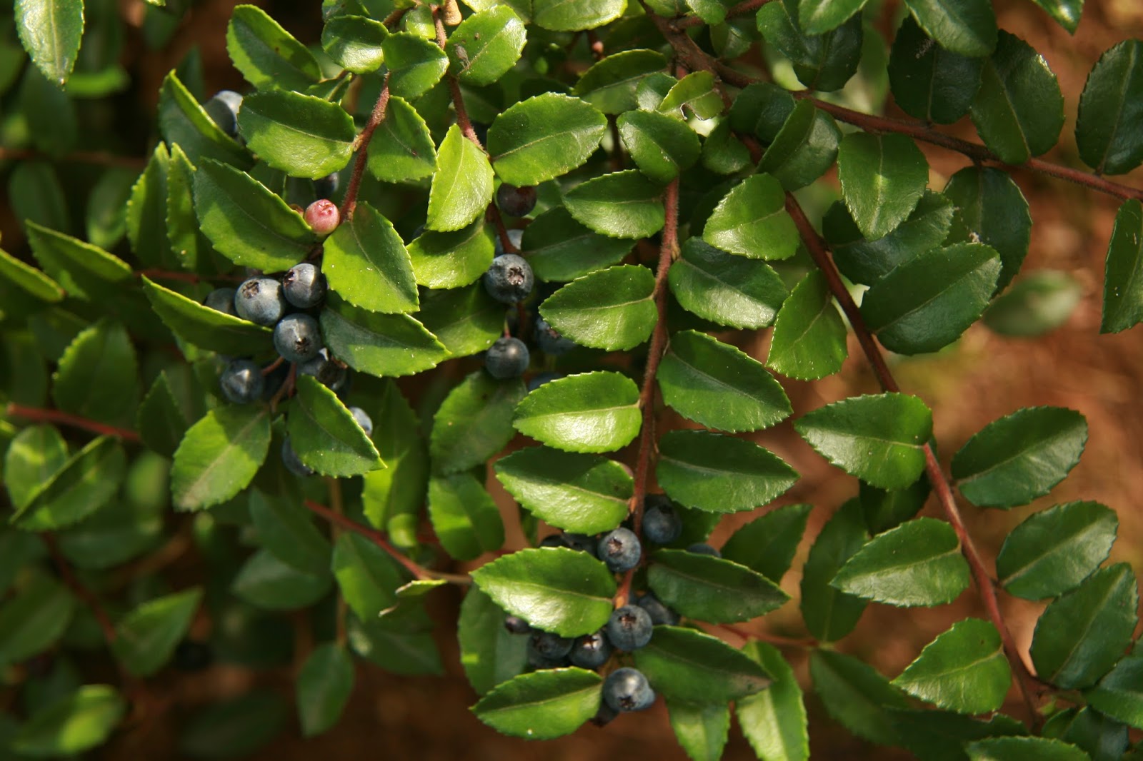 Broadleaf Evergreens