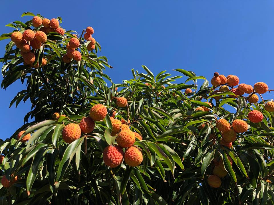 umiyumi2 : our life in perth, WA: Fruit Picking: Lychee and Green Mango