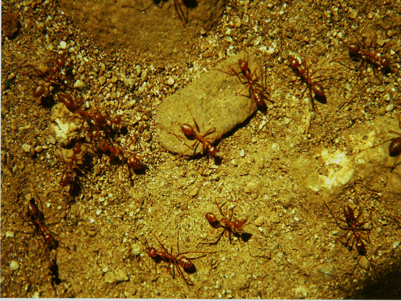 Living with Nature - School on Blog by Dr. Abercio V. Rotor: Ode to the ...