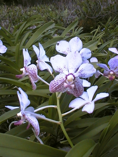 Make It Davao: Orchid Capital of the Philippines