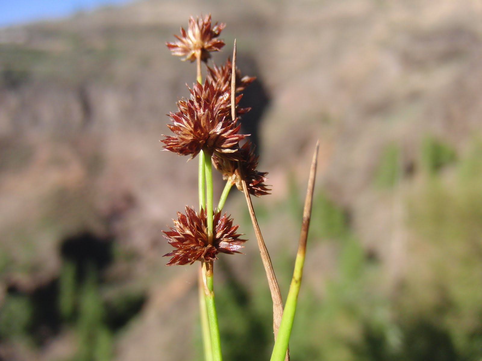 EL BLOG DE CARLOS SUAREZ....: Juncus articulatus L. (Familia Juncaceae)