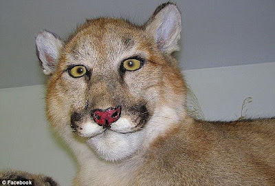 Get stuffed: The disturbing animals created when taxidermy goes wrong ...