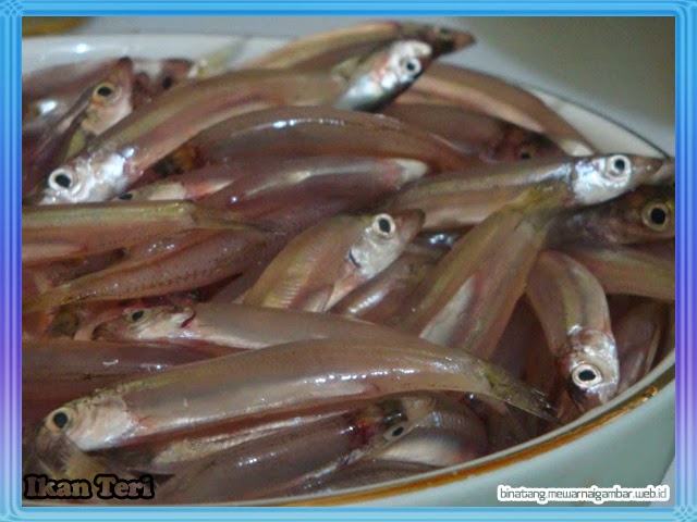 Nama-Nama Ikan Laut | Nuansa Sains