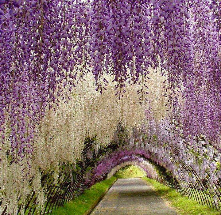 AmAZInG plaCE In ThE WoRld: Kawachi Fuji Gardens, Japan