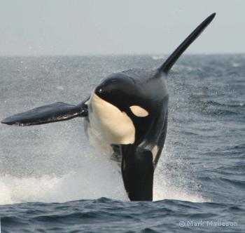 Funny Orca picture ~ unique animal wallpapers