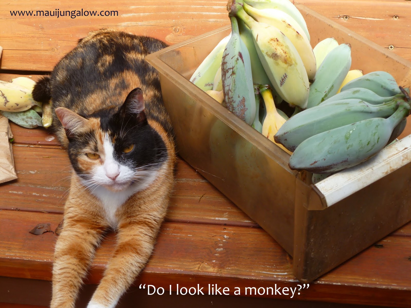 Maui Jungalow: Ripe Bananas Are NOT Cat Food