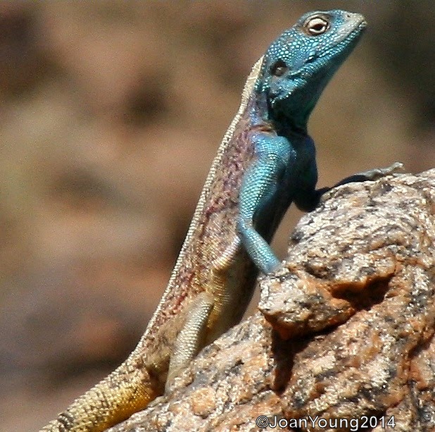 South African Photographs: Southern Rock Agama (Agama atra) male