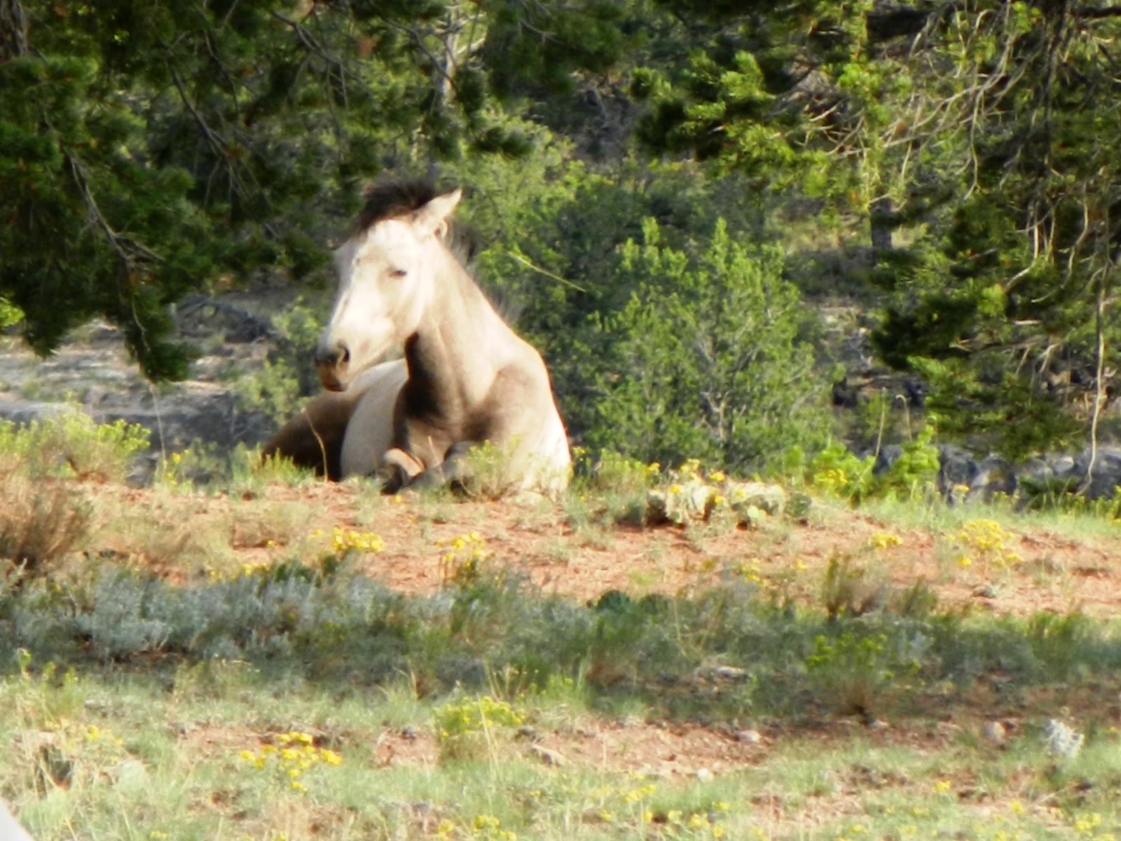 Me and My Dog ...and My RV: More about the horses