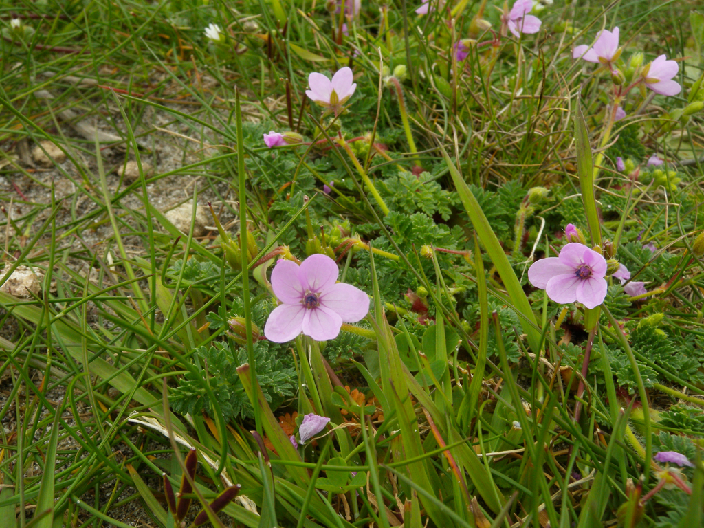 Batch Valley Wildlife: North Uist Machair
