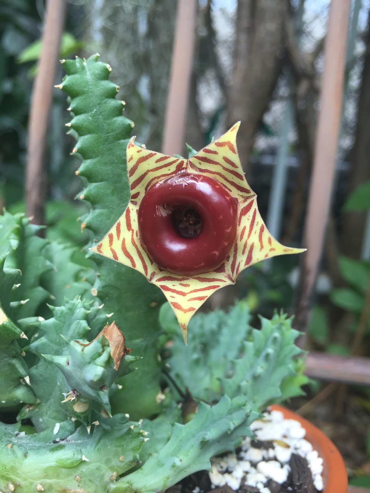 How to Grow and Care for Huernia Succulents