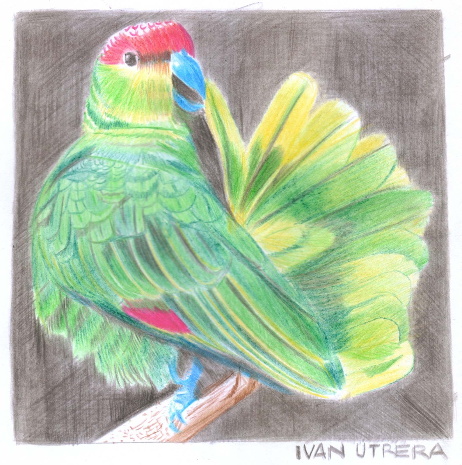 Dibujo de perico a color - Imagui