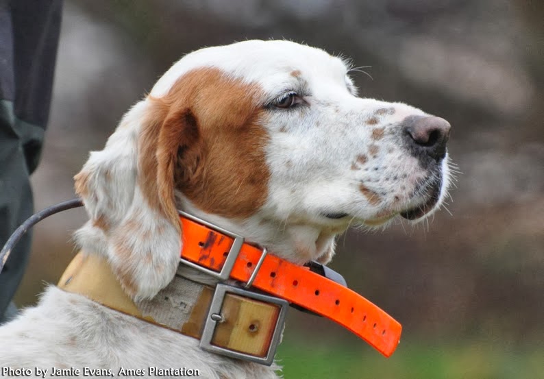 Living with Birddogs: Shadow Oak Bo Repeats as National Champion!