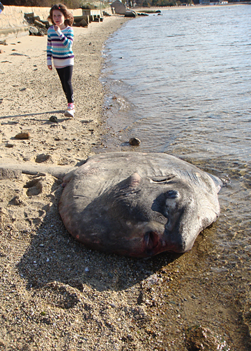 Northbrook Academy assists NECWA with an ocean sunfish necropsy.