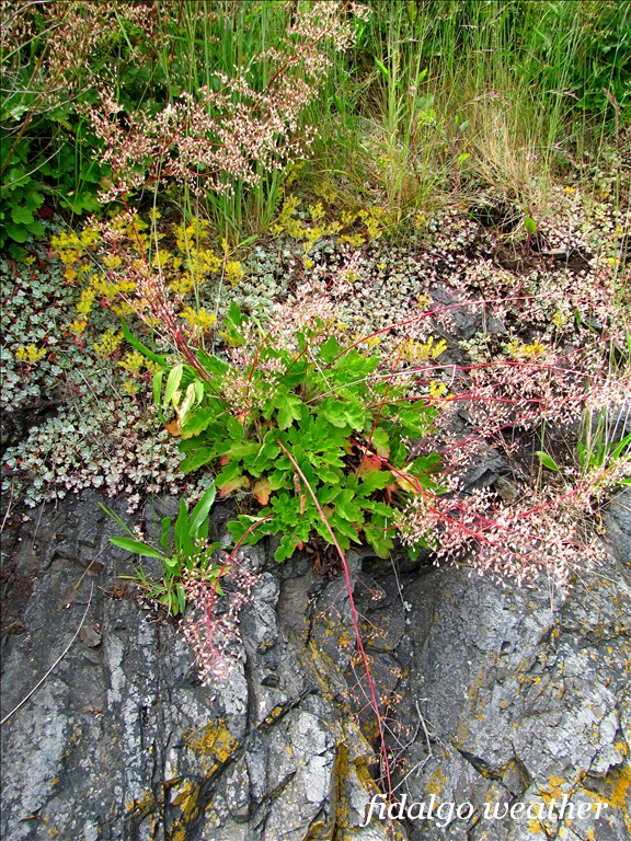 Exploring Kukutali 2: Tombolo Wildflowers