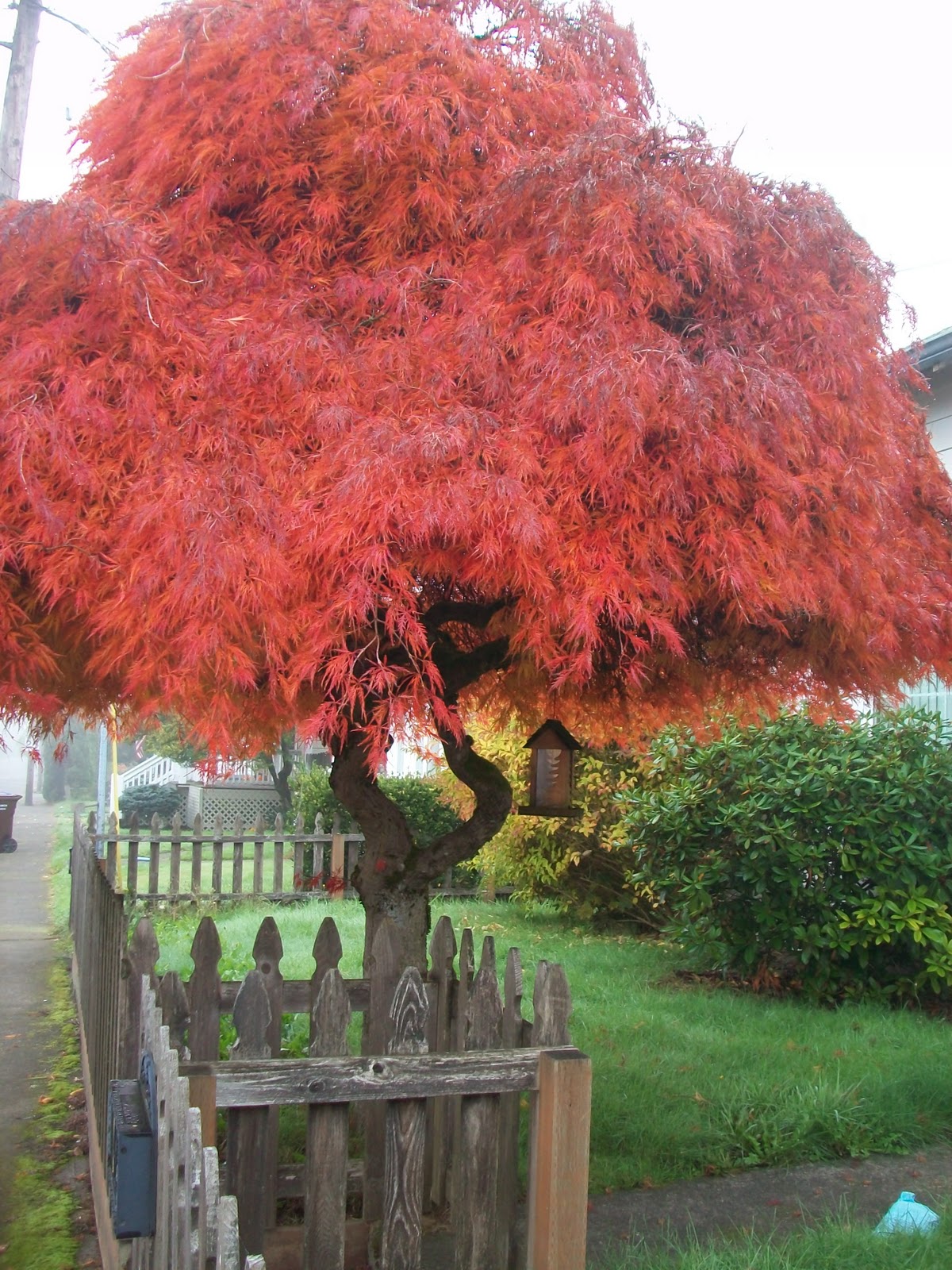 Fique Por Dentro - 3° ano A: Árvore Trúfula.