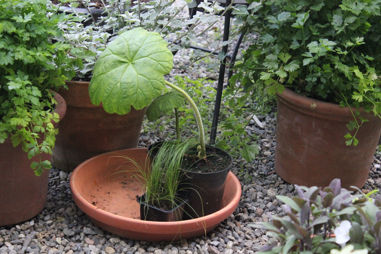 hagen vår: Forsommer