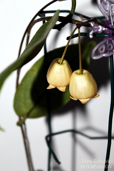 Hoyapassion: Hoya inflata